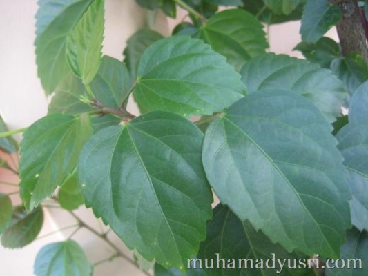 Bunga Raya Bunga Kebangsaan | MUHAMADYUSRI.COM